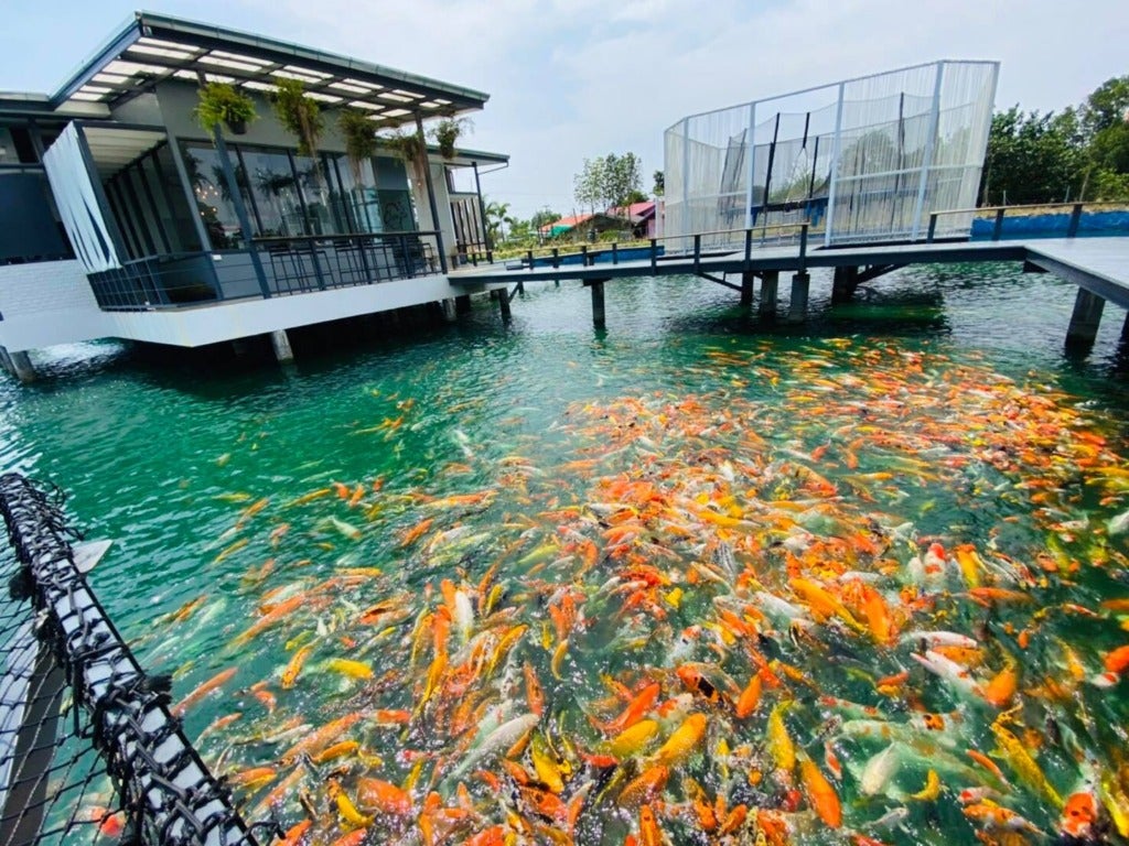 7 คาเฟ่นั่งชิลล์ชมปลาคาร์ป มีมุมถ่ายรูปสวย อาหารก็อร่อย