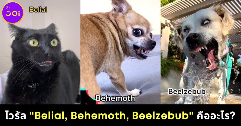 ไวรัล TikTok "Belial, Behemoth, Beelzebub" คืออะไร? ทำไมมีแต่ภาพสัตว์ ...