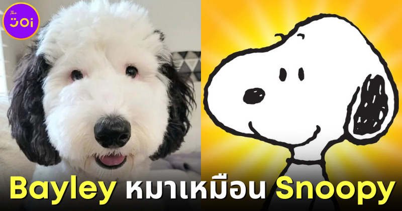 Bayley น้องหมาพันธุ์ Mini Sheepadoodle หน้าเหมือน Snoopy