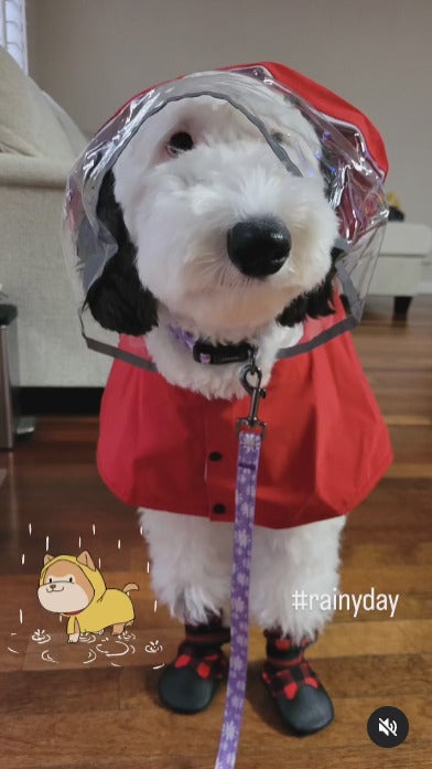Bayley น้องหมาพันธุ์ Mini Sheepadoodle หน้าเหมือน Snoopy