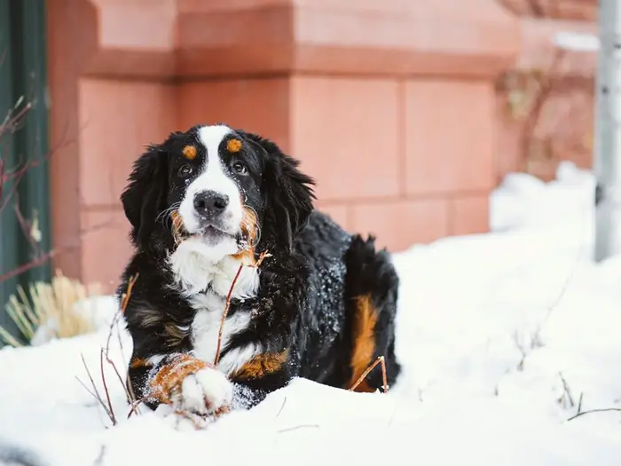 St. Regis Aspen Resort กลายเป็นไวรัล! เพราะ Kitty เบลบอยตัวขนที่น่ารัก ...