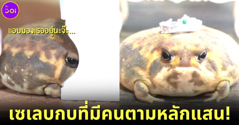 รู้จัก "Pamper Moony" เซเลบกบตัวน้อยที่มีคนตามหลักแสนบนโซเชียล