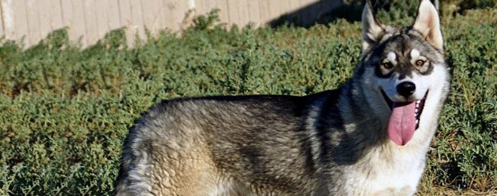 เผย 10 สายพันธุ์สุนัขที่มีรูปร่างหน้าตาเหมือนหมาป่ามากที่สุด