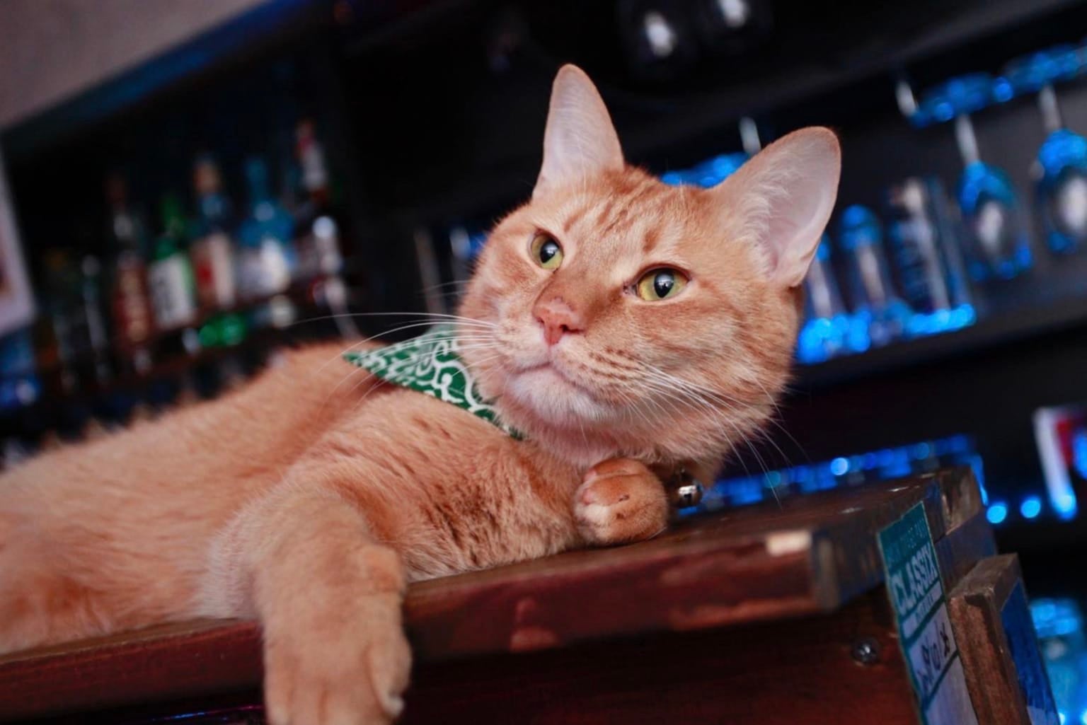 “Bar Cats in the Box” บาร์แมวในญี่ปุ่นที่เปิดให้ลูกค้าได้นั่งดริงก์กับ ...