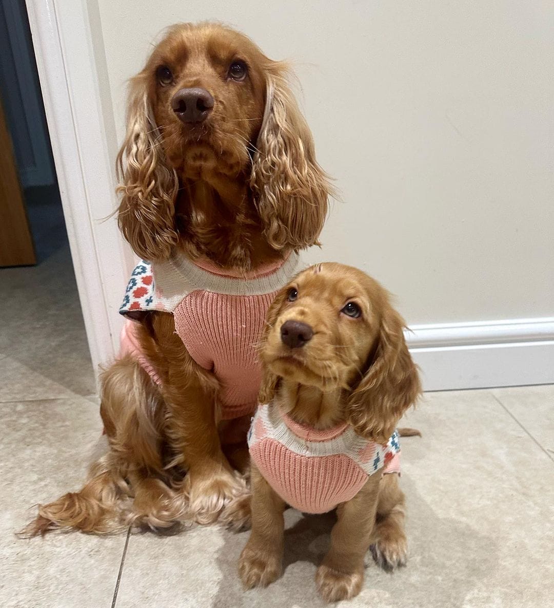 "Connie" สุนัขที่สวยราวกับเจ้าหญิง แค่สะบัดบ็อบก็มีคนชมกว่า 116 ล้านครั้ง!