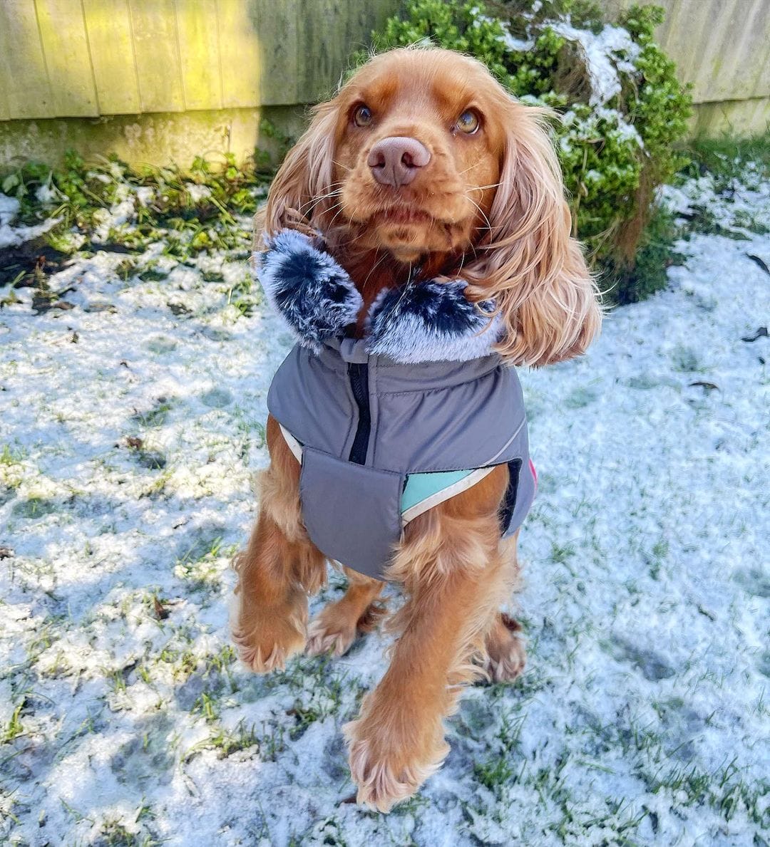 "Connie" สุนัขที่สวยราวกับเจ้าหญิง แค่สะบัดบ็อบก็มีคนชมกว่า 116 ล้านครั้ง!