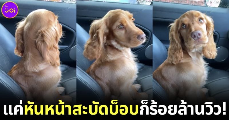 "Connie" สุนัขที่สวยราวกับเจ้าหญิง แค่สะบัดบ็อบก็มีคนชมกว่า 116 ล้านครั้ง!