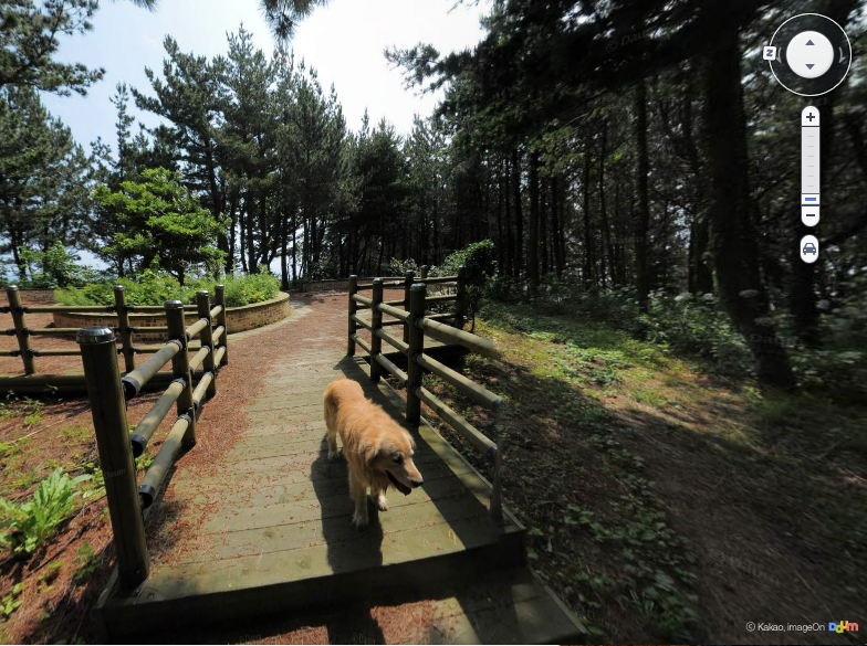 "Maru" น้องหมาโกลเด้นที่มีภาพ Photobomb บน "Google Maps" มากกว่า 1 พันภาพ!
