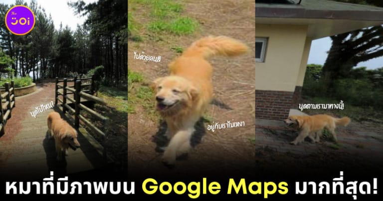"Maru" น้องหมาโกลเด้นที่มีภาพ Photobomb บน "Google Maps" มากกว่า 1 พันภาพ!