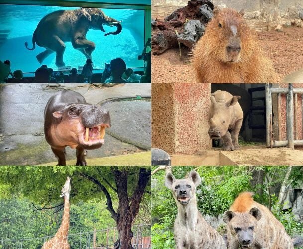 สวนสัตว์เปิดเขาเขียวติดกล้องให้ชมสัตว์ได้ 24 ชั่วโมง ทาง Zoodio.live