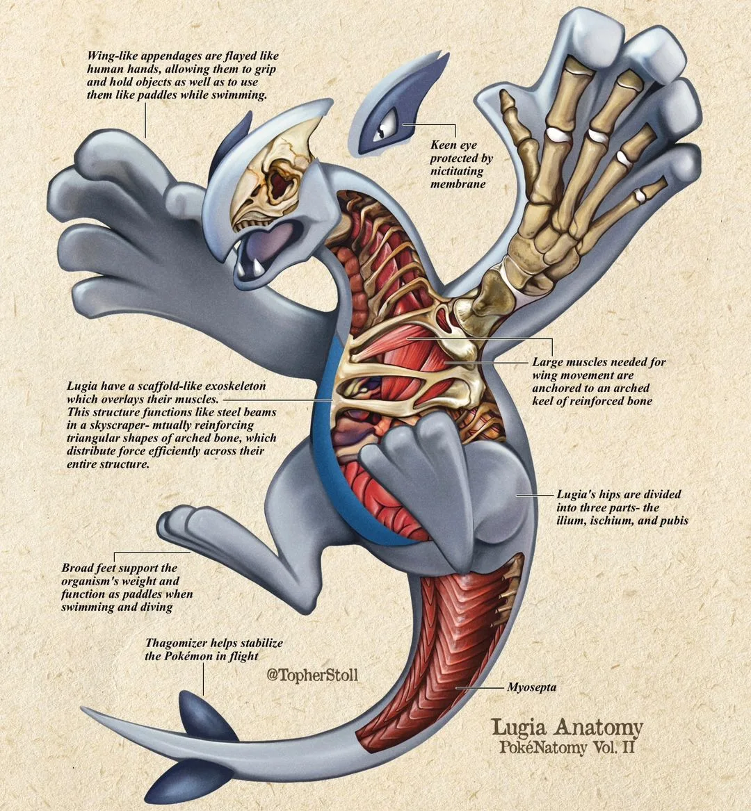 32 ภาพกายวิภาคของตัวละครโปเกมอน (Pokemon) โดย "TopherStoll"