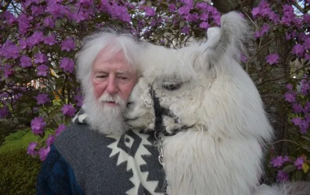 วิทยาลัยในสหรัฐฯ เปิดให้ "Caesar the No Drama Llama" เข้าเรียนปริญญาตรี