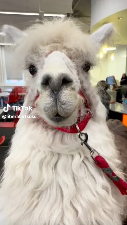 วิทยาลัยในสหรัฐฯ เปิดให้ "Caesar the No Drama Llama" เข้าเรียนปริญญาตรี
