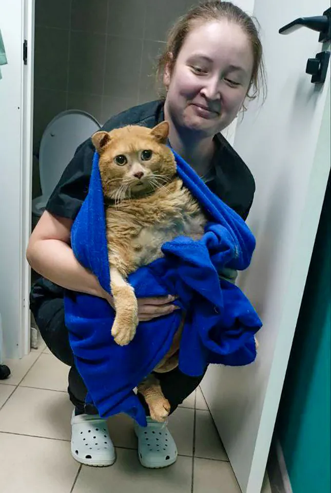 "Kroshik" แมวส้มหุ่นตุ้ยนุ้ยชื่อดังในรัสเซีย เดินทางกลับดาวแมวแล้ว