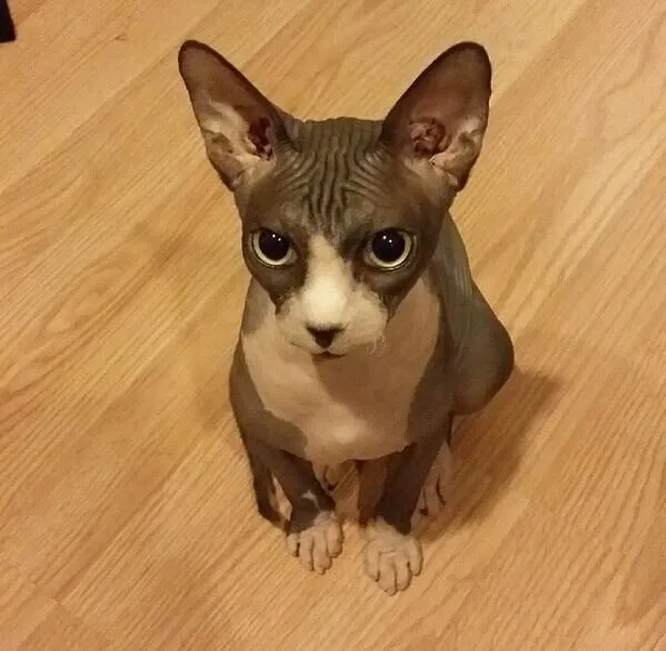 "ฟอสซิล" แมวสฟิงซ์จาก "We Are Lovely Pet" ช่อง "VRZO" กลับดาวเเมวแล้ว